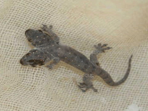 ชาวสัตหีบตื่นตุ๊กแก2หัว4ขาไม่กลัวคน | คมชัดลึก