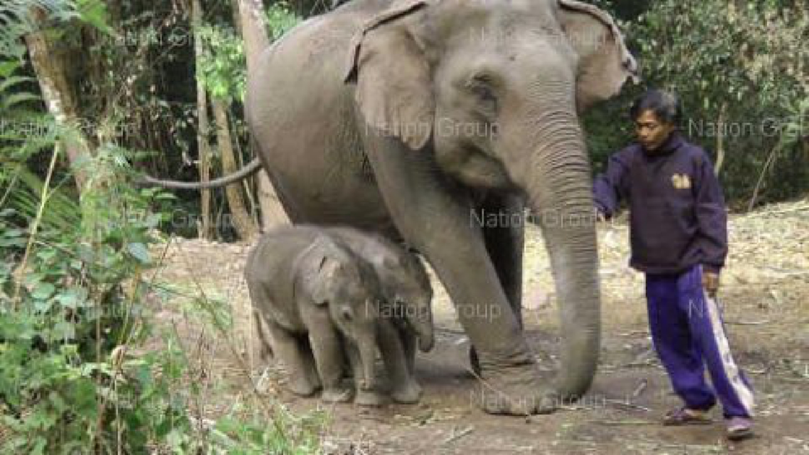 แห่ชมลูกช้างแฝดคู่3ของโลกที่แม่แจ่ม