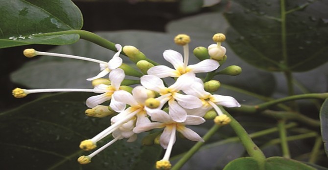 'โมฬีสยาม'ดอกหอมทั้งวัน | คมชัดลึก