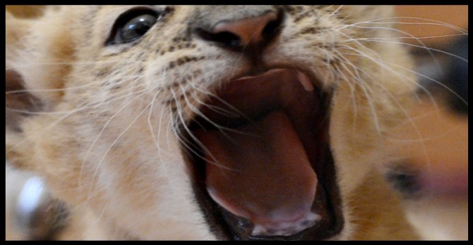 ช็อค!หนุ่มมะกันกระโดดให้เสือกัด | คมชัดลึก