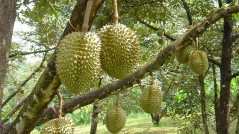 เกษตรฯ คุมเข้มส่งออก “ทุเรียนนอกฤดู” | คมชัดลึก