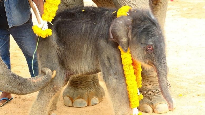 “สวนนงนุช”ฉลองยิ่งใหญ่ลูกช้างเกิดมากสุดในรอบศตวรรษ | คมชัดลึก
