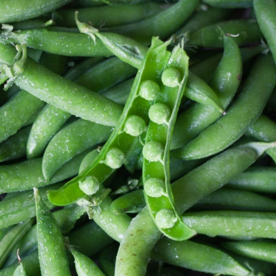 "ถั่วแขก" สรรพคุณเสริมธาตุเหล็ก แก้ดับร้อน สร้างเม็ดเลือด