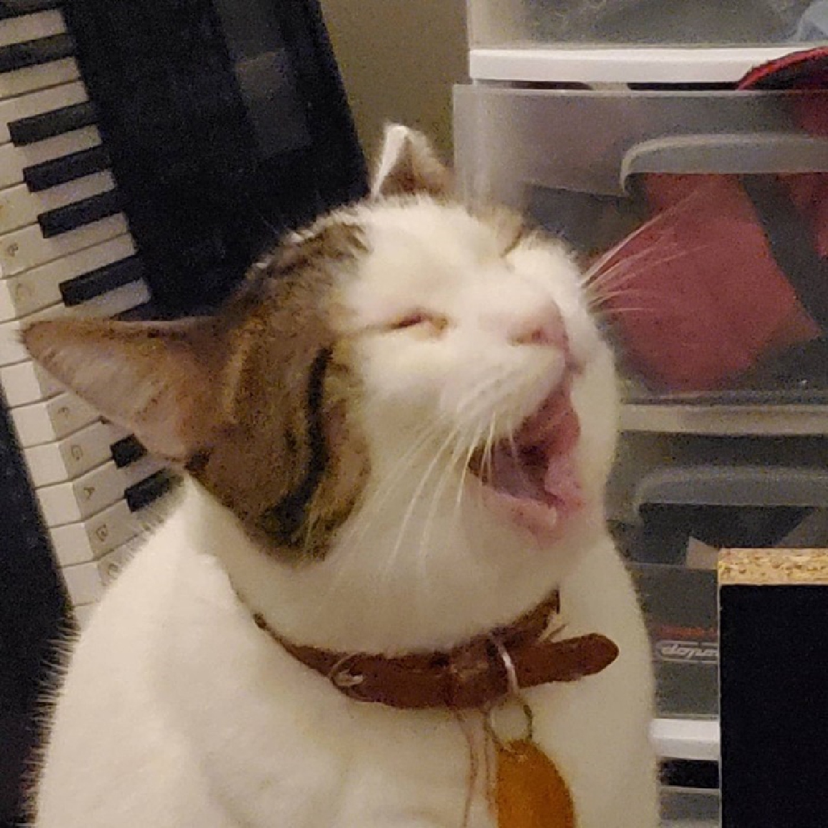 The real Meow, Popcat game, is super cool, but Thailand has been ...