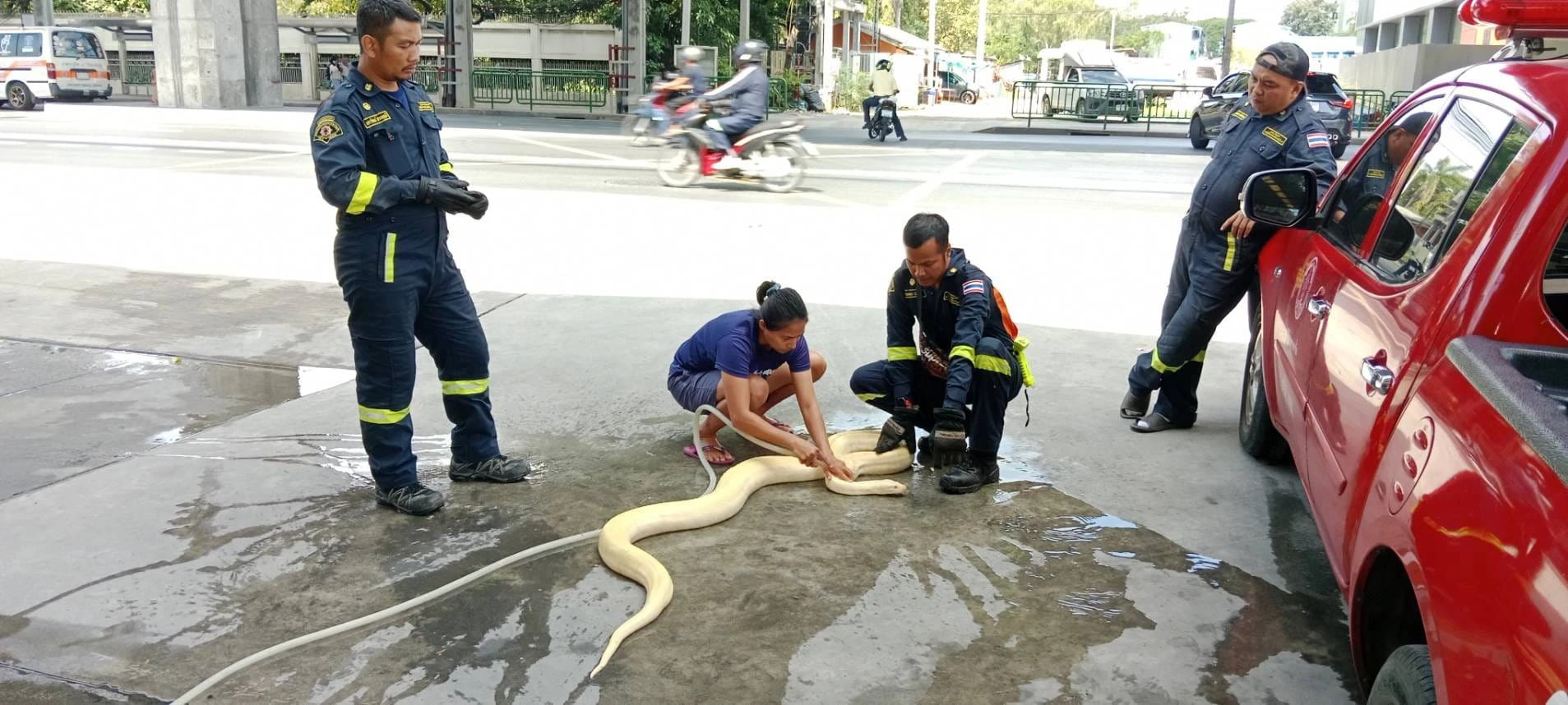 วิ่งกันวุ่น 'งู' หลามทอง ยาว 4 เมตร หลุด เจ้าของน้องรีบมารับด่วน