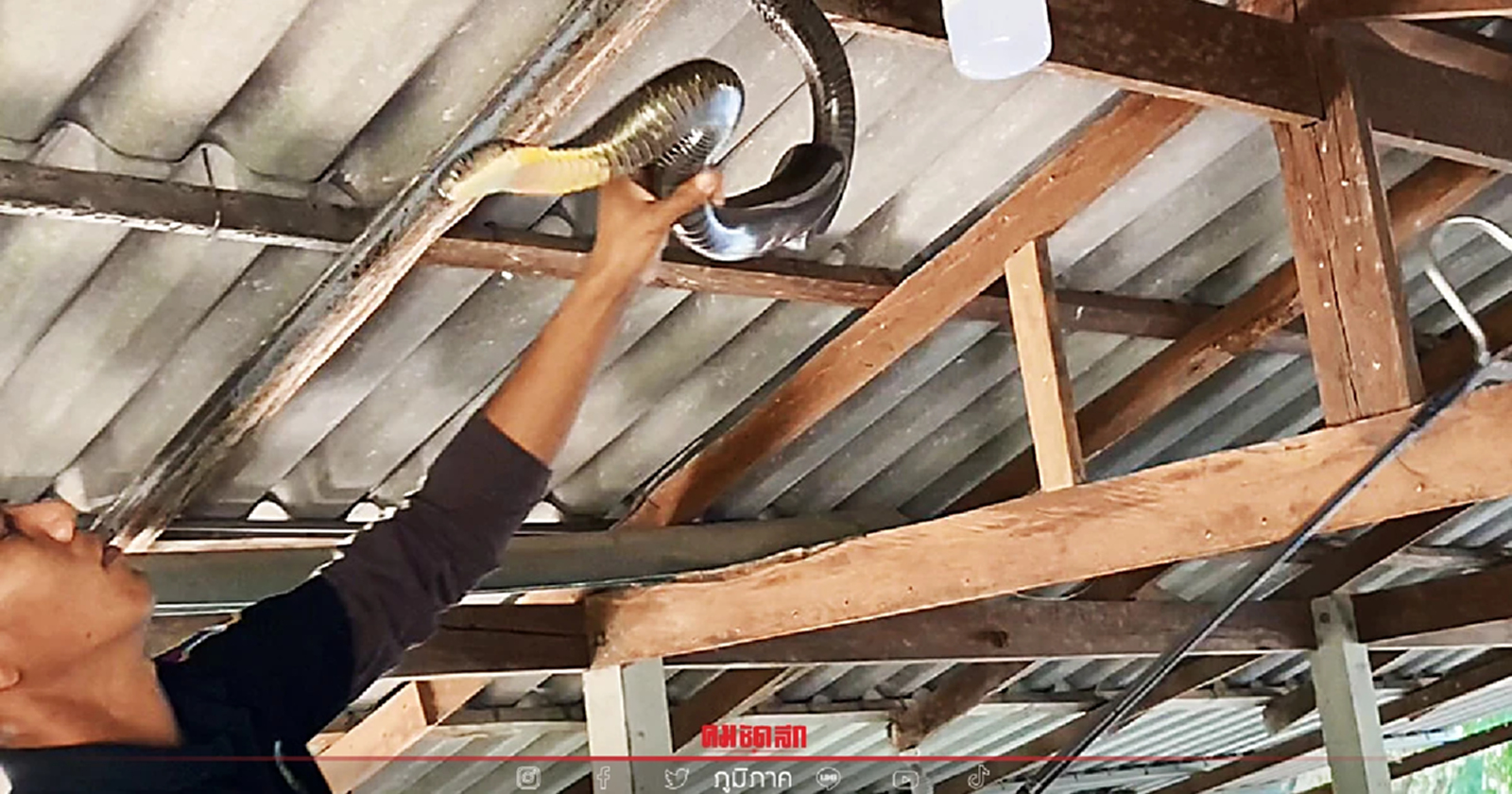 "เลขเด็ด16/12/64" เงยมาเจอ จงอางตัวใหญ่ เชื่อ บริวารพญางูมาให้โชค (มีคลิป)