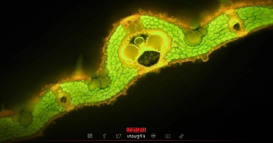 เทรนด์ธุรกิจร้านกาแฟไทย ปีเสือ ออนไลน์ นวัตกรรม สำคัญ ที่จะทำให้เป็นผู้ ...