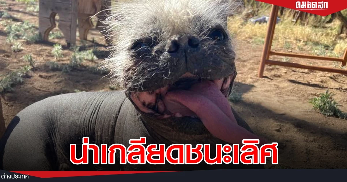 ยลโฉมสุนัขน่าเกลียดที่สุดในโลก Mr. Happy Face แชมป์ใหม่ประจำปี 2022 ...