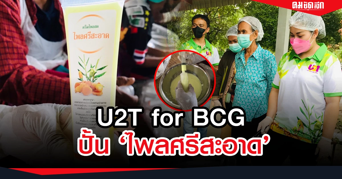 อว.สานต่อ “มหาวิทยาลัยสู่ตำบล U2T for BCG” ปั้น “ไพลศรีสะอาด” บุกตลาดออนไลน์ | คมชัดลึก