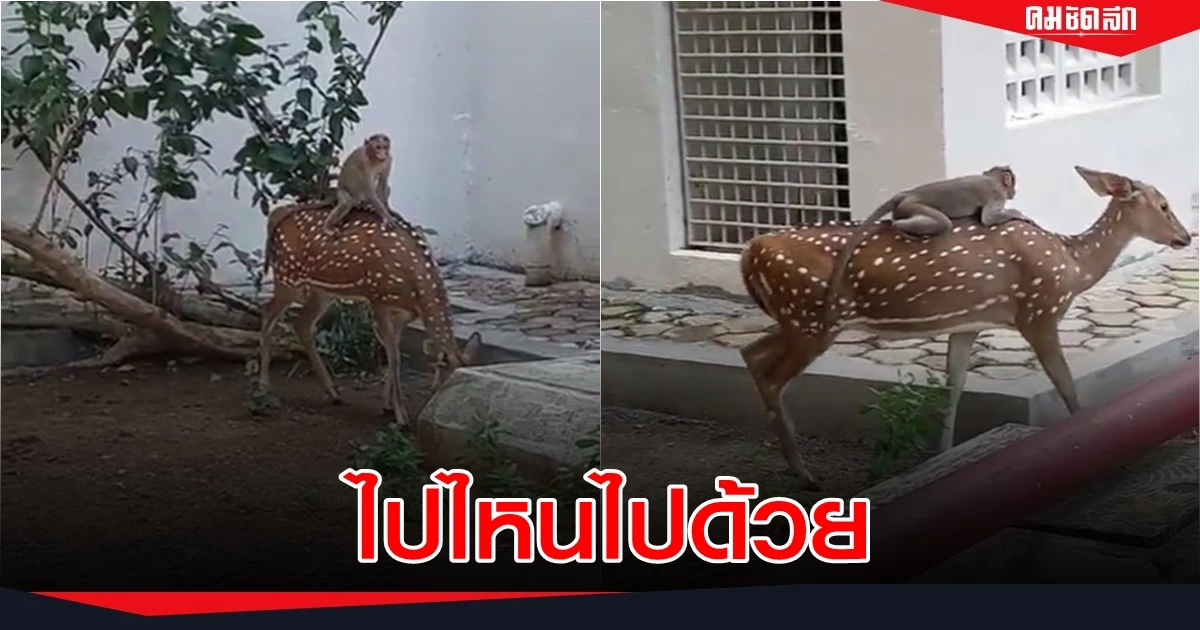 Netizens love friendships of different races "Little monkey riding a ...