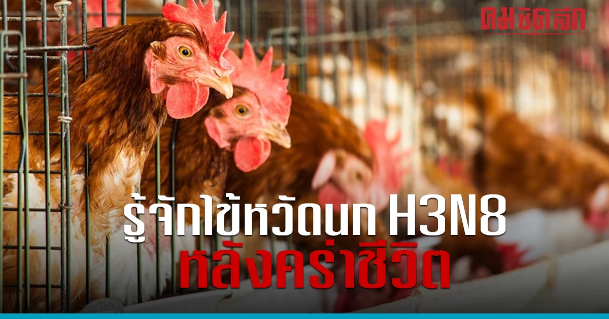 รู้จัก 'ไข้หวัดนก H3N8' อันตรายแค่ไหน ระบาดได้ระดับใด หลังคร่าชีวิต 1 ราย | คมชัดลึก