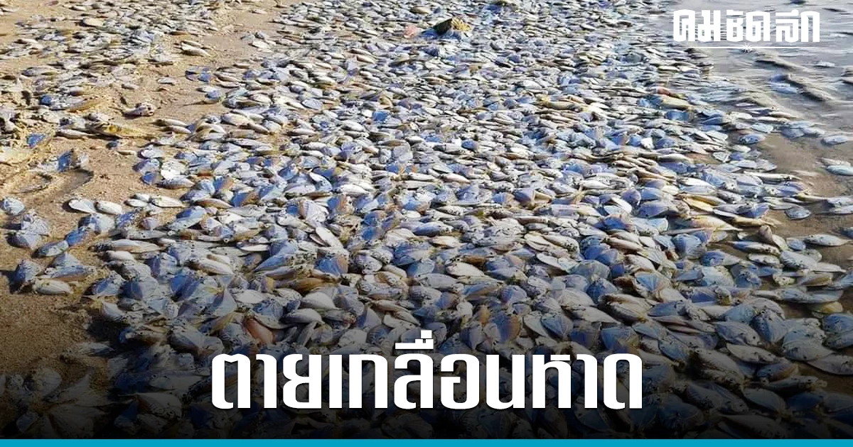 Millions of Marine Fish Die in Chumphon Province: The Phenomenon of ...