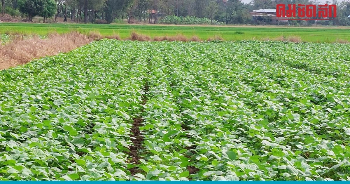 กรมวิชาการเกษตร ผลิตเมล็ดพันธุ์คุณภาพ เพิ่มผลผลิต เพิ่มรายได้ หนุนไทย Seed-Hub เอเชีย-แปซิฟิก ...