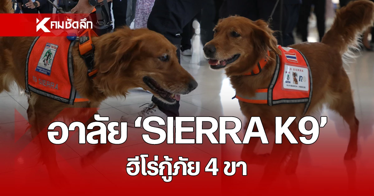 อาลัย "SIERRA" สุนัขกู้ภัย K9 ฮีโร่ 4 ขา แผ่นดินไหวตุรกี กลับดาวหมาแล้ว | คมชัดลึก
