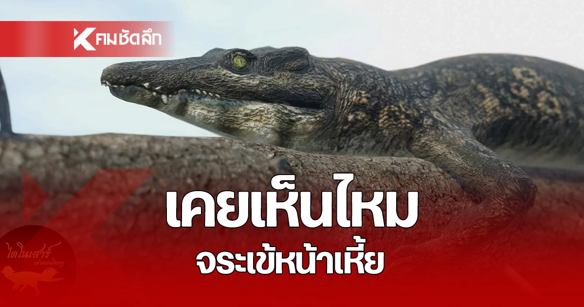 เคยเห็นไหม? จระเข้หน้าเหี้ย สัตว์ดึกดำบรรพ์ชนิดที่ 12 ของไทย ( มีคลิป ...